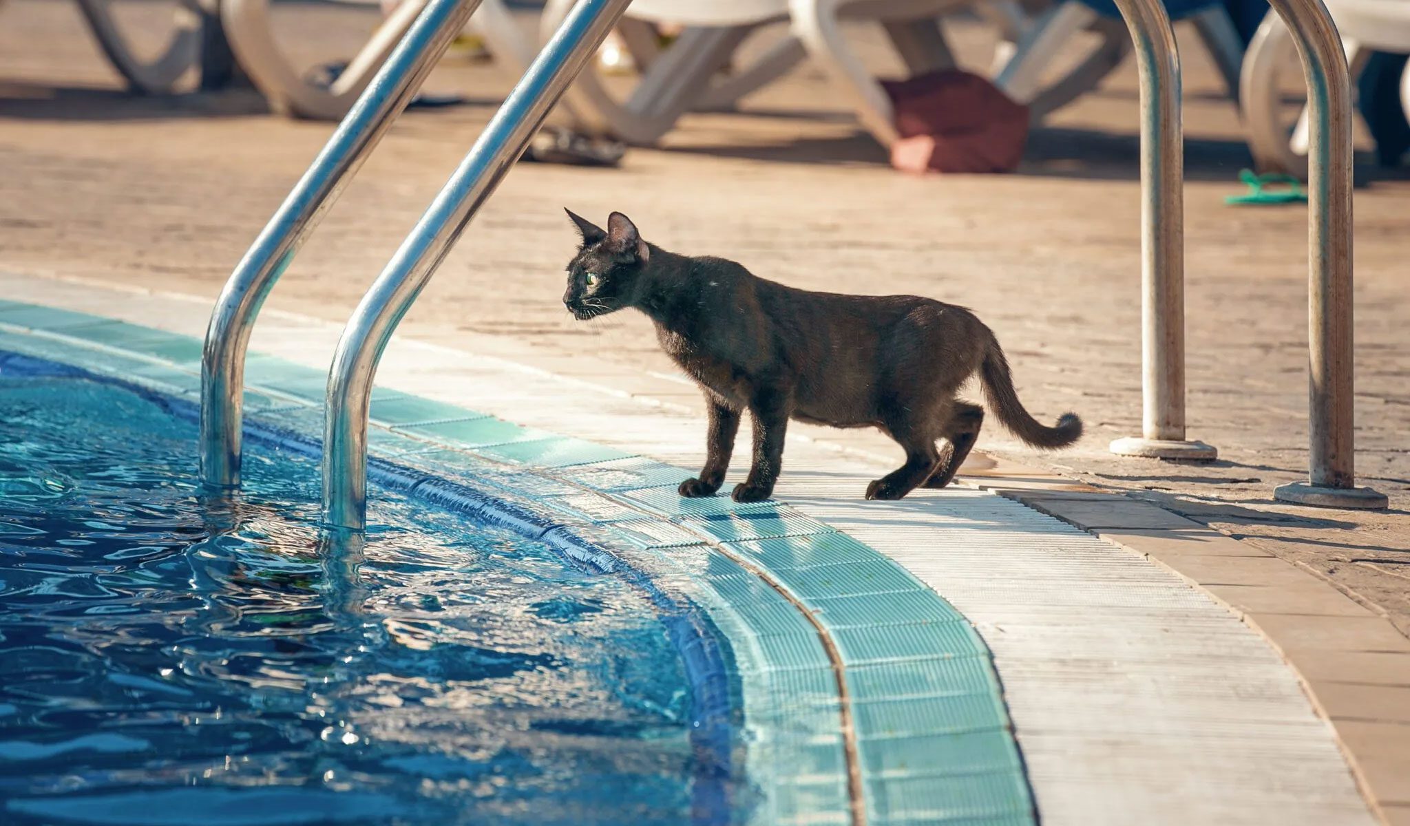 Can Cats Swim? | Advanced Pet Care of Clear Lake